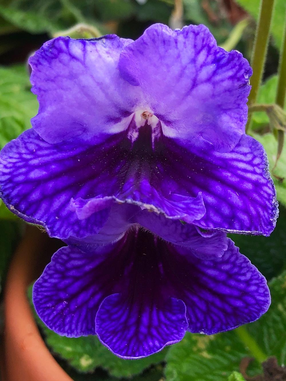 Cape Primroses: Plant Care and Collection of Varieties - Garden.org