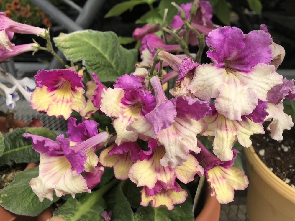 Photo of the bloom of Cape Primrose (Streptocarpus Ladyslippers™ Yellow ...