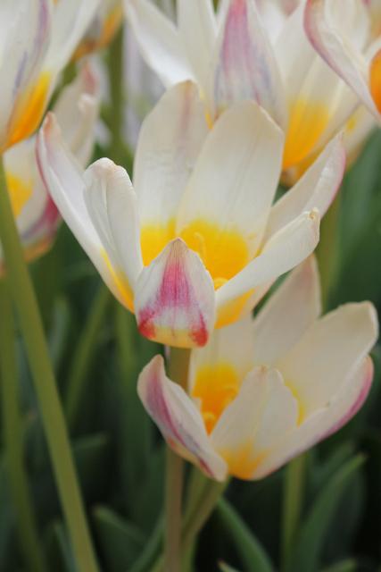 Photo of the bloom of Kaufmanniana Tulip (Tulipa 'Ice Stick') posted by ...