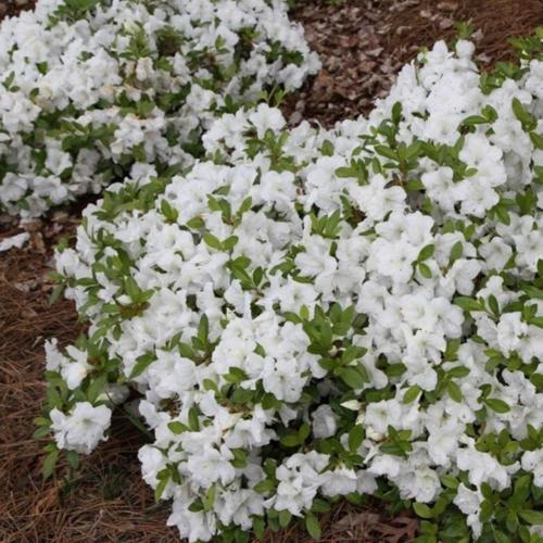 Azalea (Rhododendron Encore® Autumn Angel™) in the Rhododendrons ...