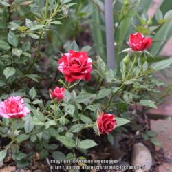 Rose (Rosa 'Gigi') in the Roses Database - Garden.org