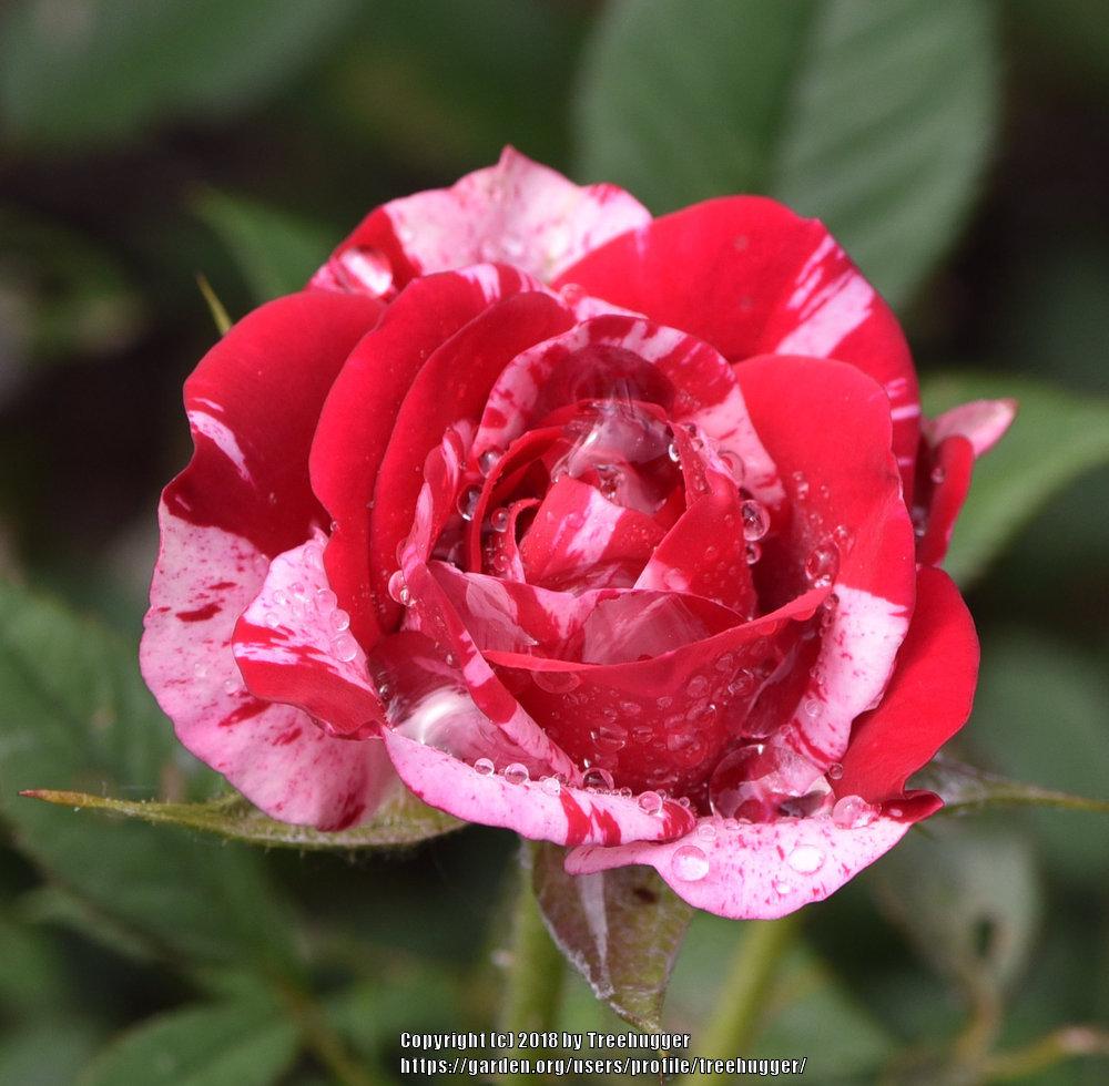 Photo of the bloom of Rose (Rosa 'Gigi') posted by treehugger - Garden.org