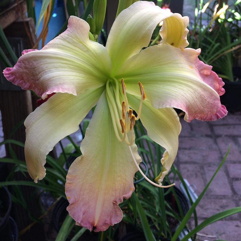 Daylilies: Plant Care and Collection of Varieties - Garden.org