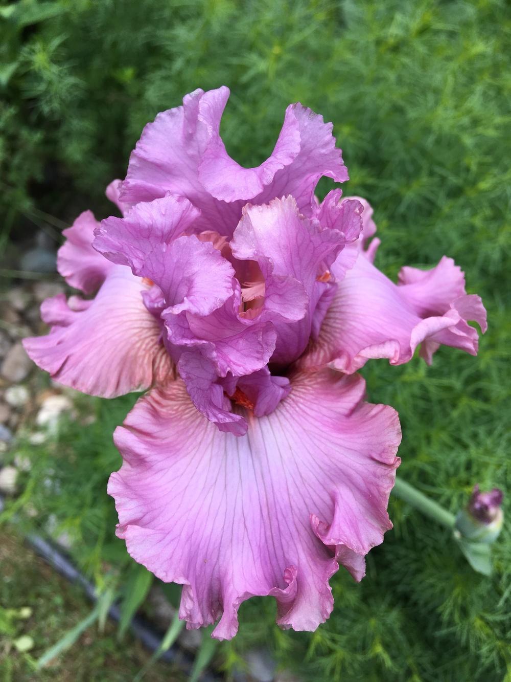 Photo of the bloom of Tall Bearded Iris (Iris 'Designer Label') posted ...