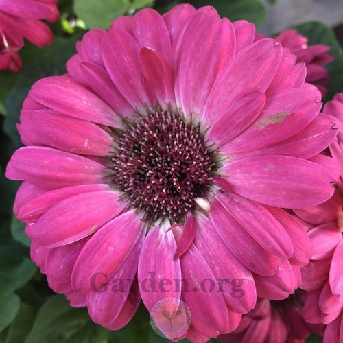 Gerbera Flori Line® Midi Eyecatcher Purple Black Center - Garden.org