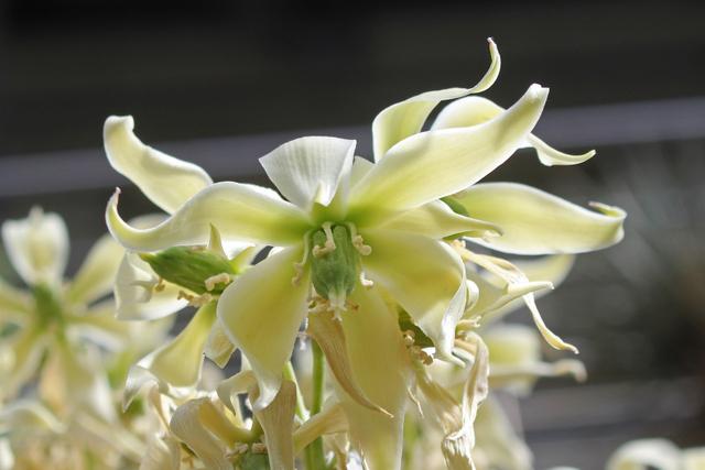 Blue Yucca (Yucca luminosa) - Garden.org