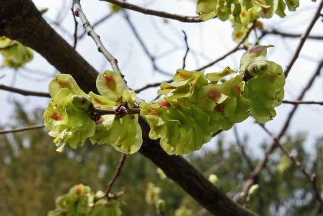 Field Elm (Ulmus minor) - Garden.org
