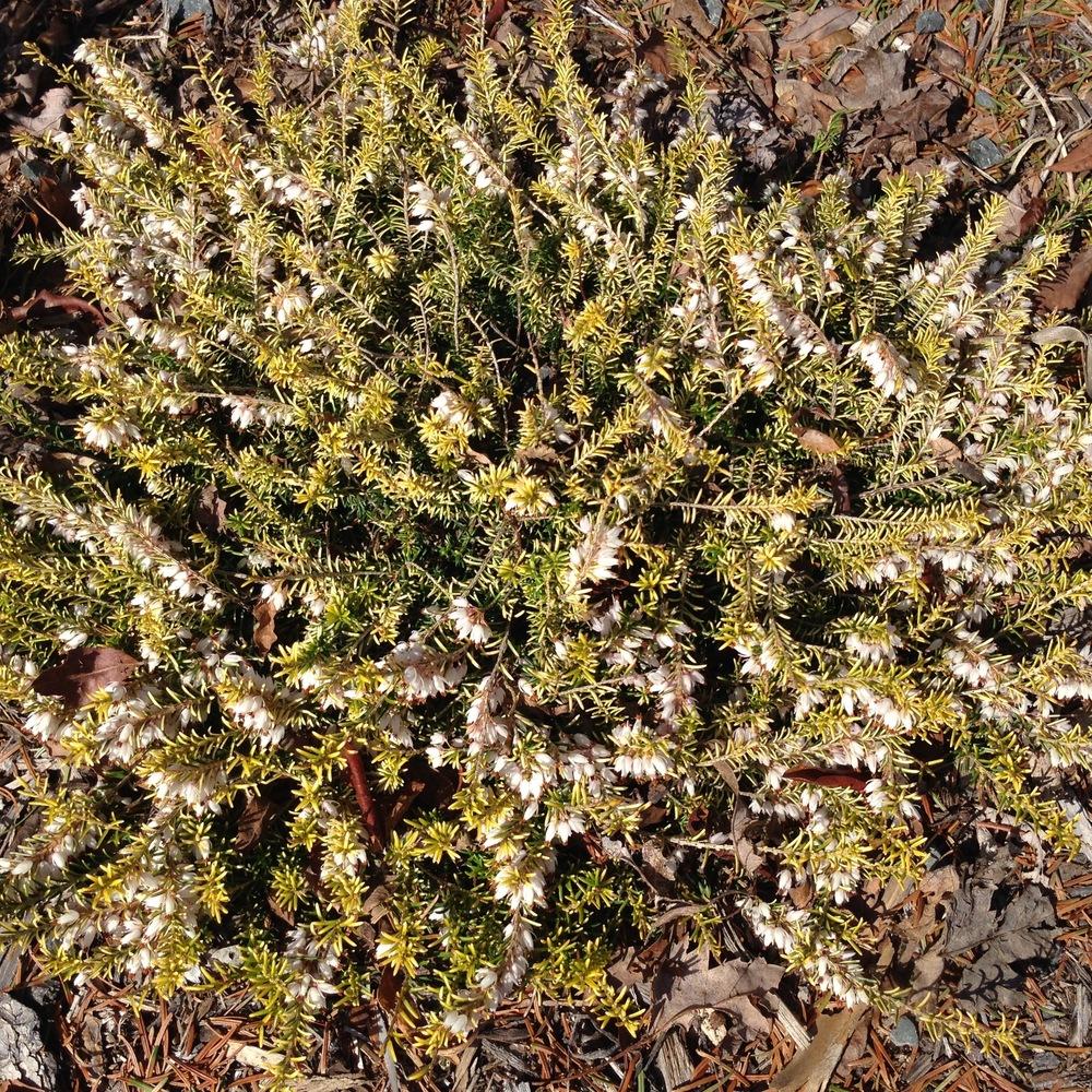 Winter Heath (Erica carnea 'Golden Starlet') - Garden.org