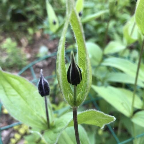Bush Clematis (Clematis integrifolia 'Blue Ribbons') in the Clematis ...