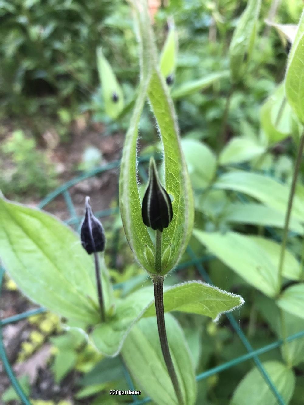Bush Clematis (Clematis integrifolia 'Blue Ribbons') in the Clematis ...