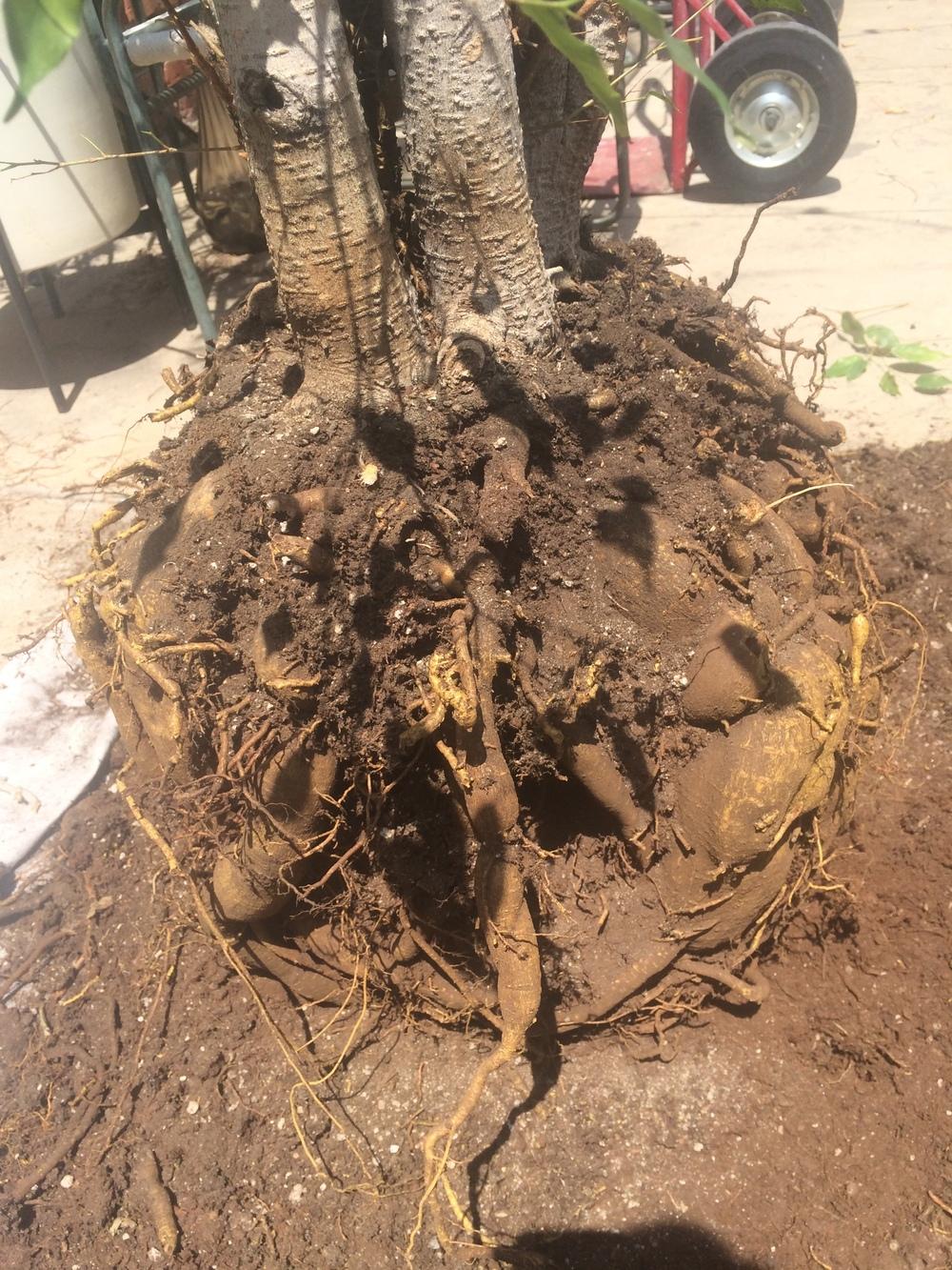 Bright yellow roots on ficus benjamina in the Ask a Question forum ...