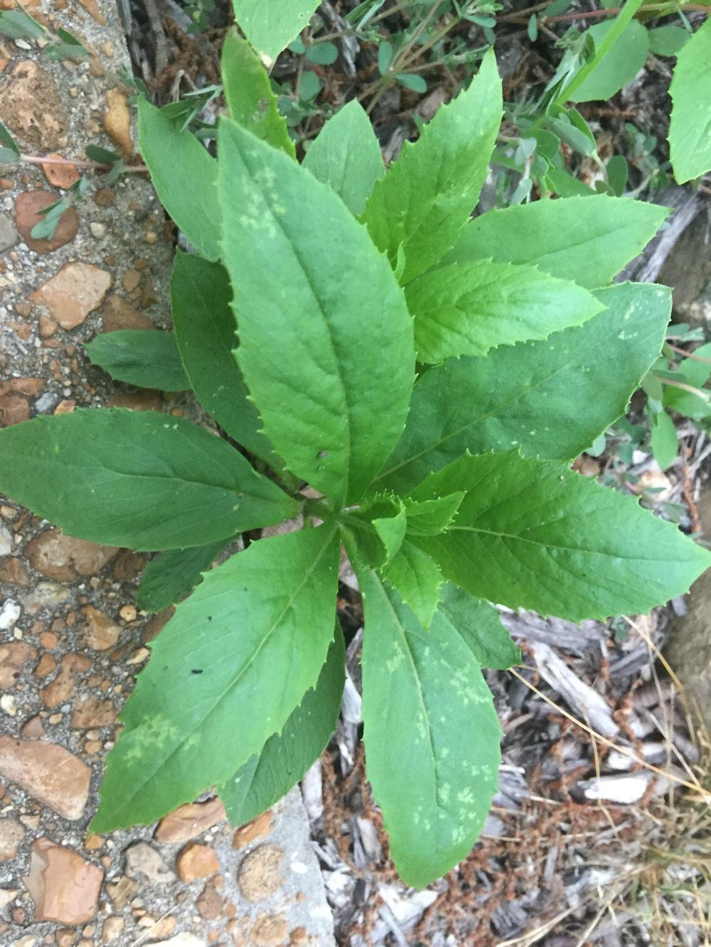 Invasive weed? in the Plant ID forum - Garden.org