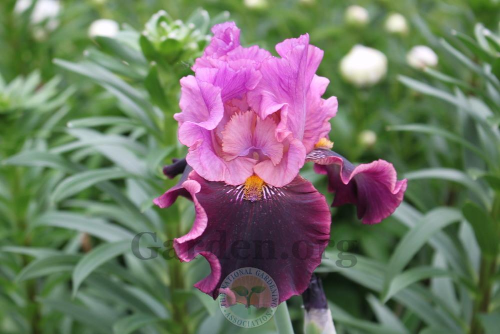 Photo of the bloom of Tall Bearded Iris (Iris 'Made of Magic') posted ...