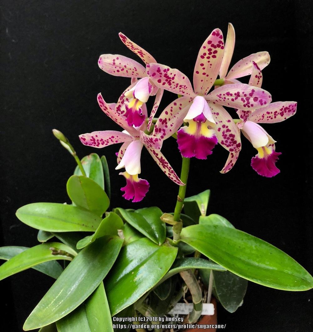 Photo of the entire plant of Orchid (Cattleya Tropical Pointer 'Cheetah') posted by sugarcane ...