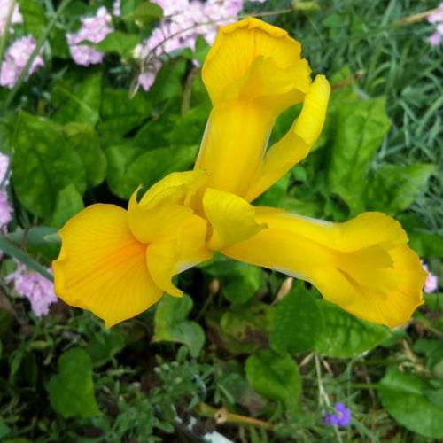 Dutch Iris (Iris x hollandica 'Royal Yellow') in the Irises Database ...