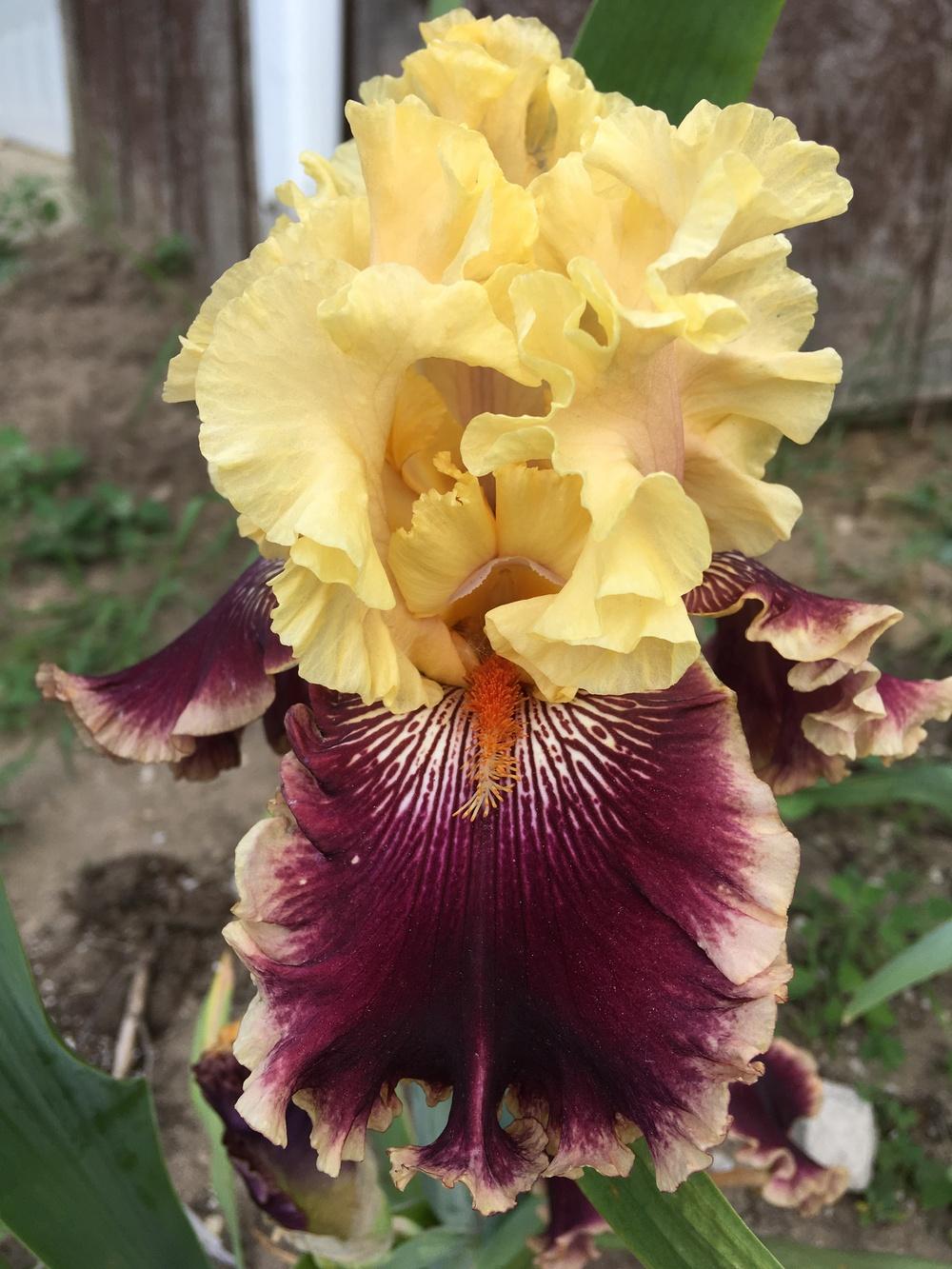 Tall Bearded Iris (Iris 'Ancient Charm') in the Irises Database ...