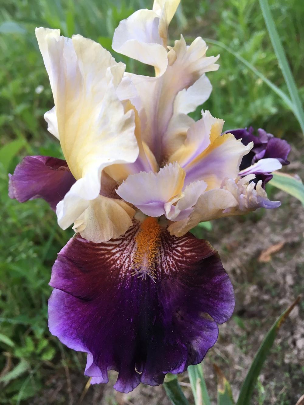 Photo of the bloom of Tall Bearded Iris (Iris 'Triple Dip') posted by Lbsmitty - Garden.org