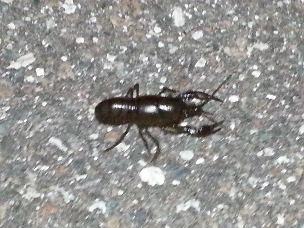 What is this beetle? It has claws!! in the Insect and Bug ID forum ...