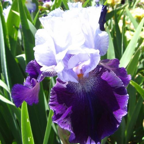 Tall Bearded Iris (Iris 'Noble Knight') in the Irises Database - Garden.org