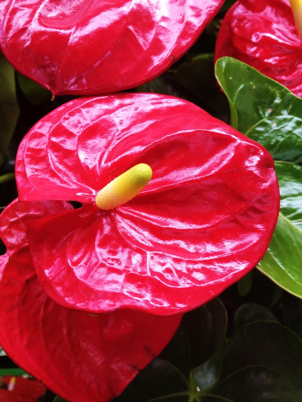 Anthuriums: Plant Care and Collection of Varieties - Garden.org