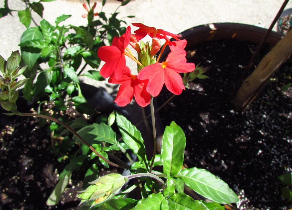 Photo of the bloom of Red Crossandra (Crossandra 'Nile Queen') posted ...