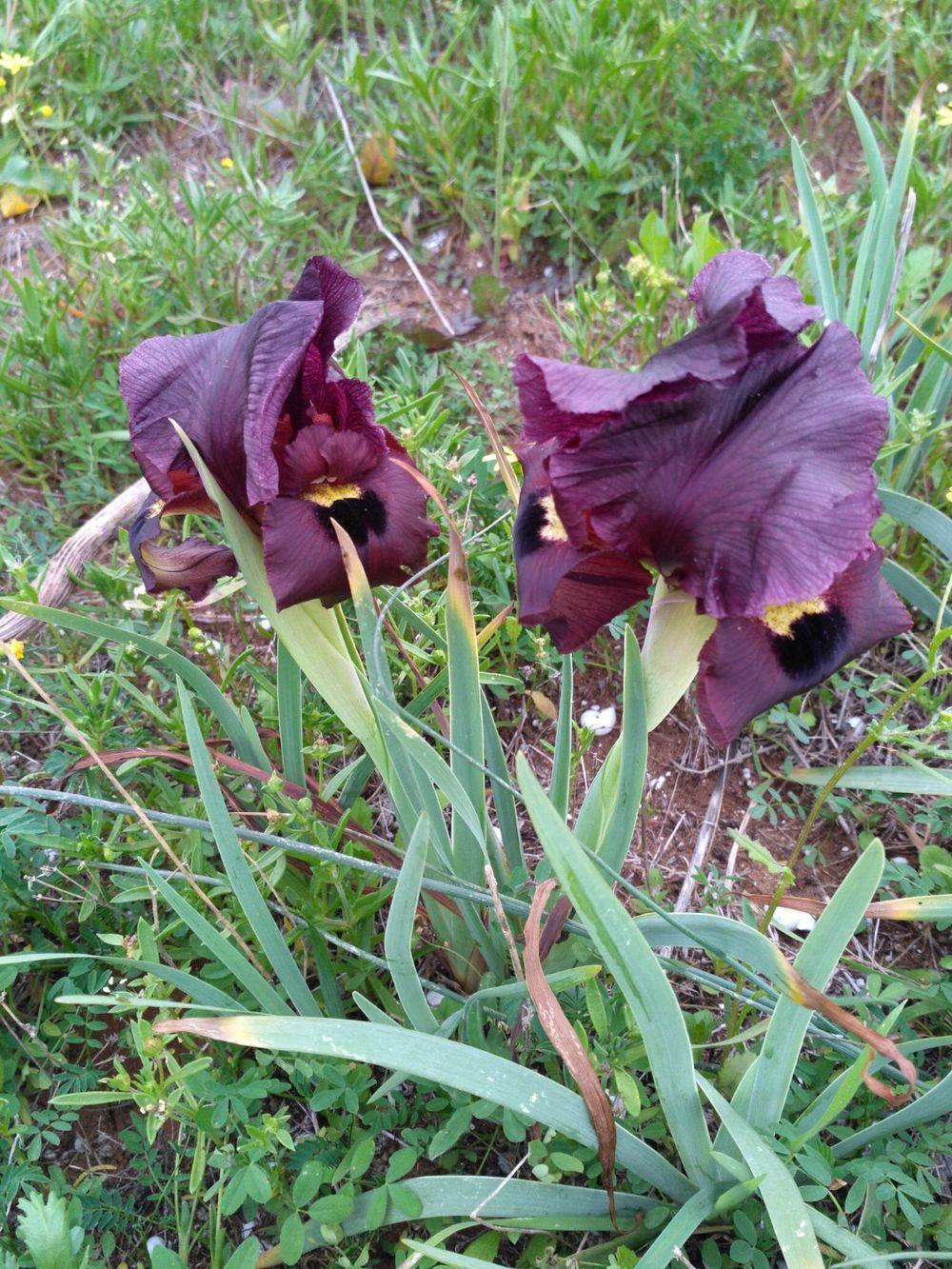 Dark red iris growing naturally this winter in the Irises forum ...