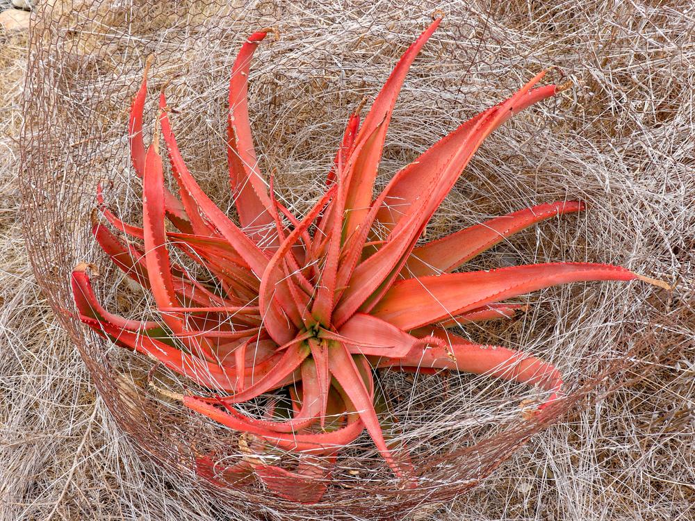 Lebombo Aloe (Aloe spicata) in the Aloes Database - Garden.org