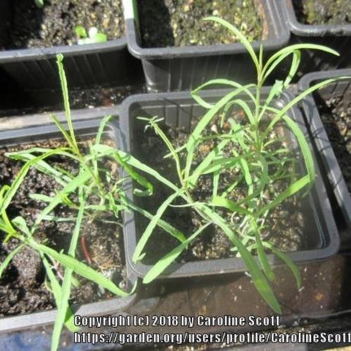 Pipicha (Porophyllum linaria) - Garden.org