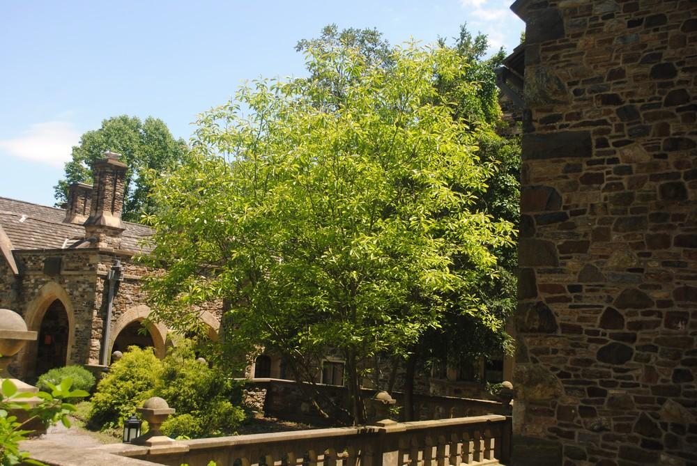 Photo of the entire plant of Franklin Tree (Franklinia alatamaha ...