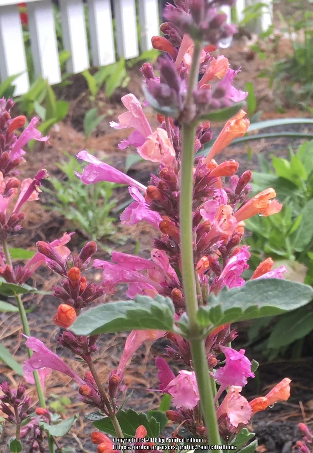 Untitled in Comment concerning Dwarf Hummingbird Mint (Agastache Kudos ...