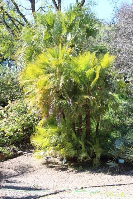 Paurotis Palm (Acoelorrhaphe wrightii) - Garden.org