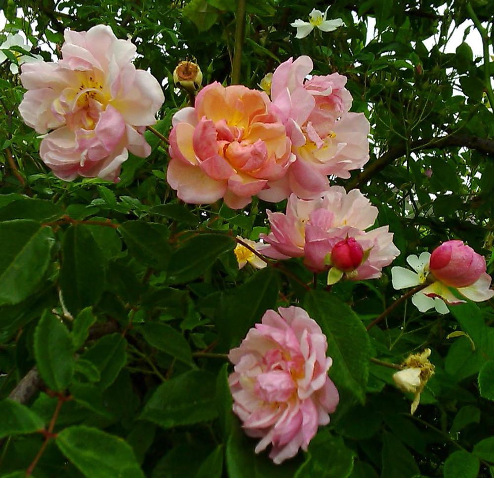 Photo of the bloom of Hybrid Musk Rose (Rosa 'Cornelia') posted by ...