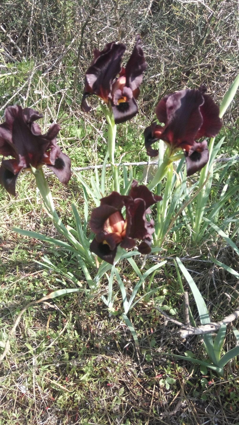 Dark red iris growing naturally this winter in the Irises forum ...