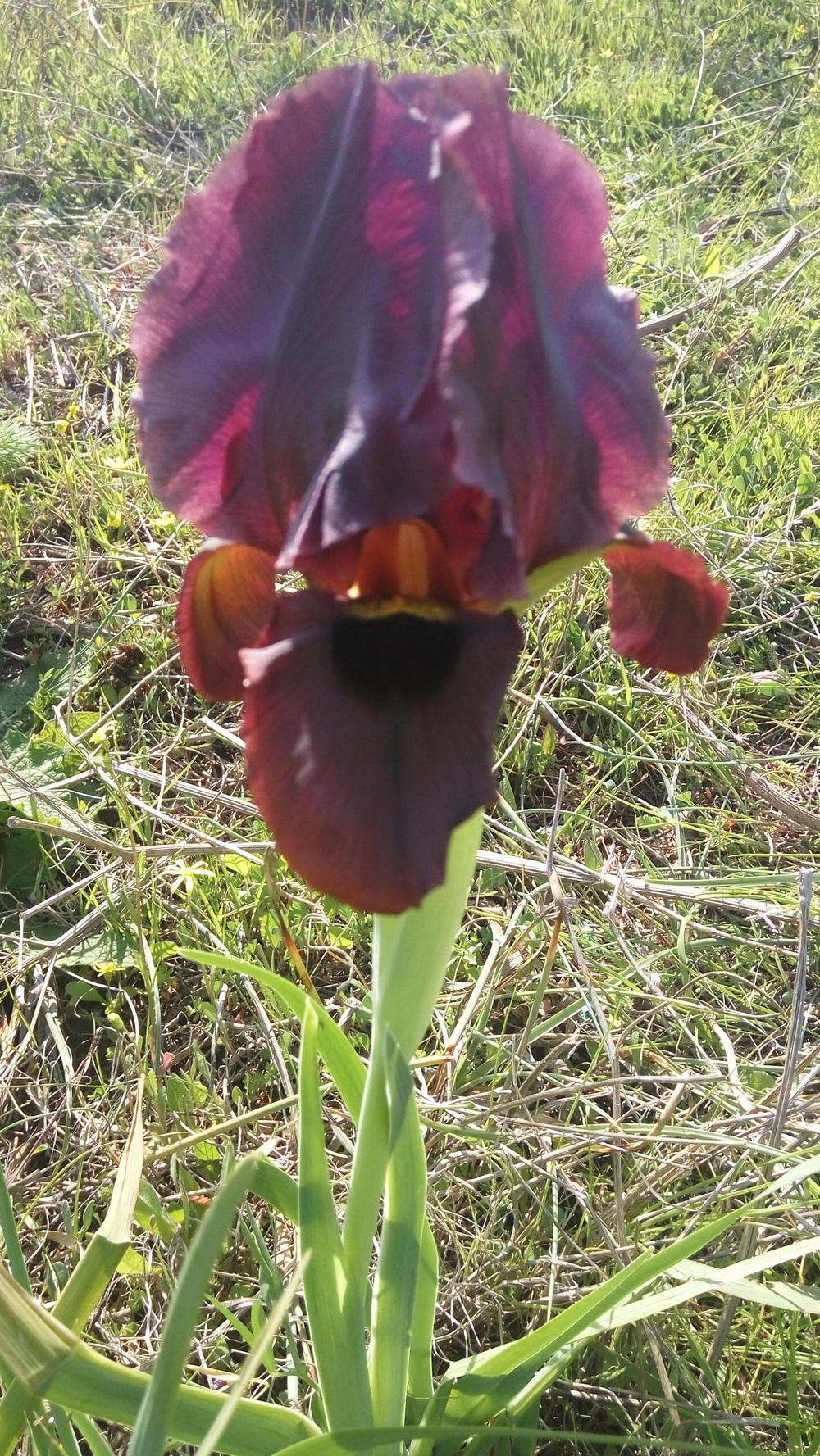 Dark red iris growing naturally this winter in the Irises forum ...