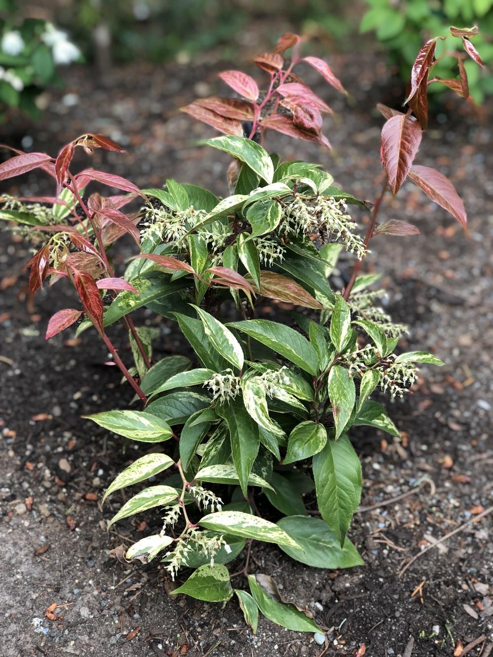 Fetterbush (Leucothoe fontanesiana 'Rainbow') - Garden.org
