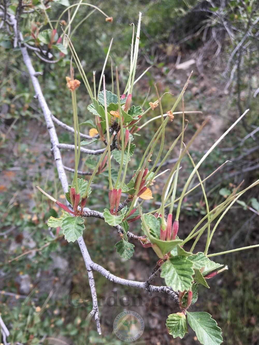 Alderleaf Mountain Mahogany (Cercocarpus montanus) - Garden.org