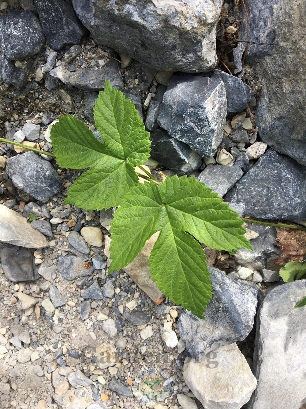 New Mexico Hops (Humulus lupulus var. neomexicanus) - Garden.org