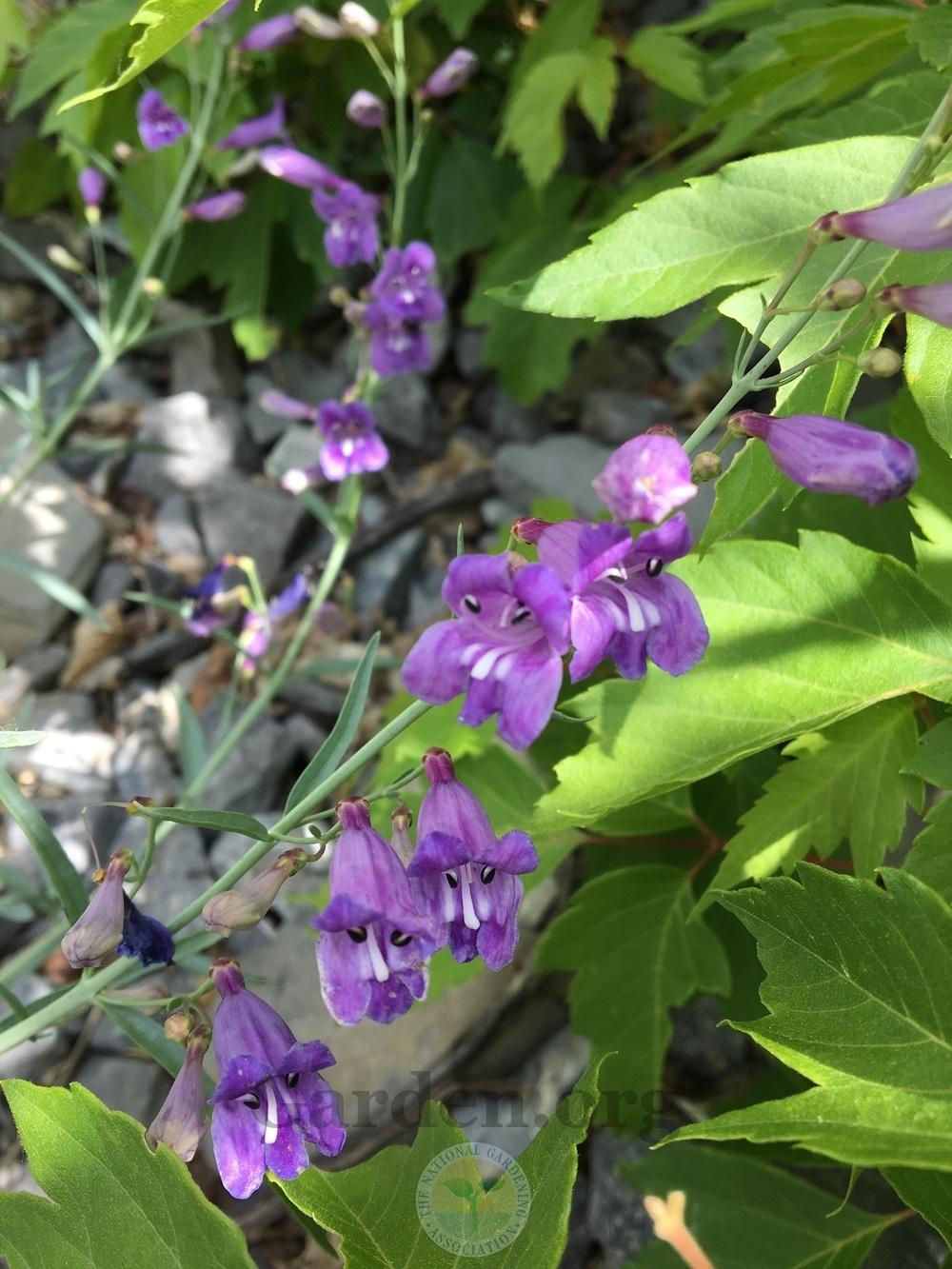 Littlecup Beardtongue (Penstemon sepalulus) in the Penstemons Database ...