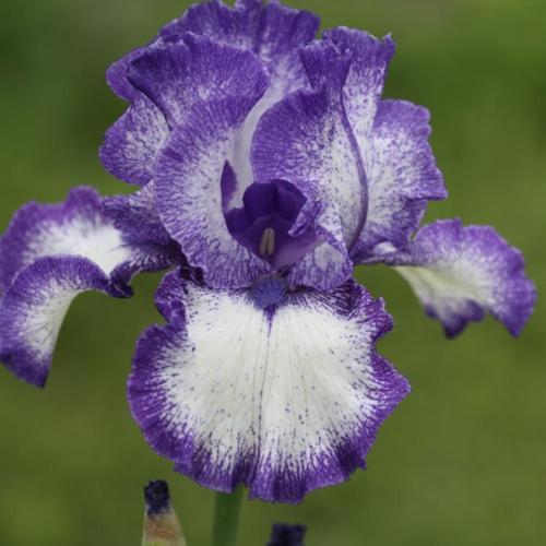 Intermediate Bearded Iris (Iris 'Messenger') in the Irises Database ...