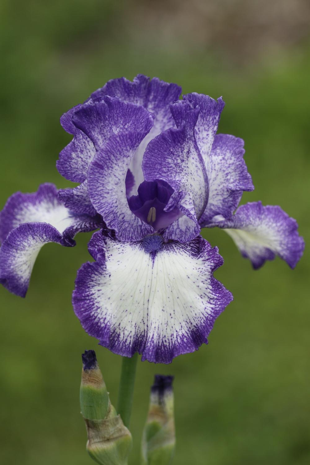 Photo of the bloom of Intermediate Bearded Iris (Iris 'Messenger ...