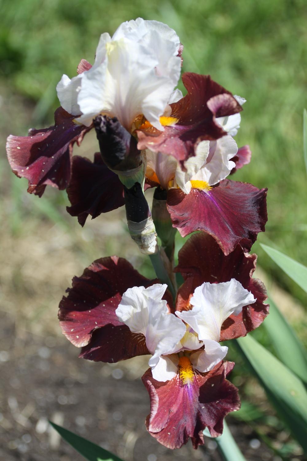 Photo of the bloom of Tall Bearded Iris (Iris 'Latin Hideaway') posted ...