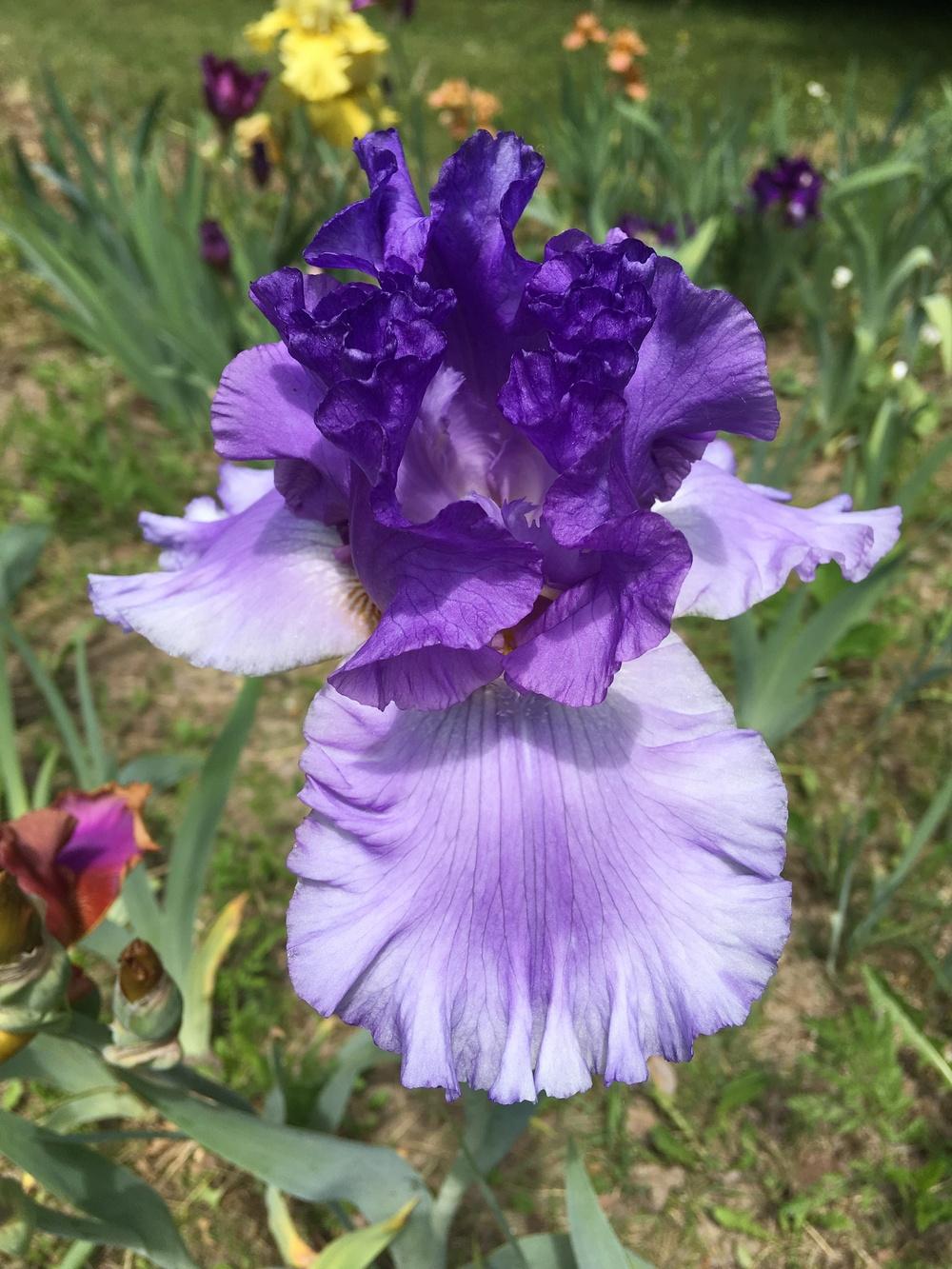 Tall Bearded Iris (Iris 'Stacy Ruth') in the Irises Database - Garden.org