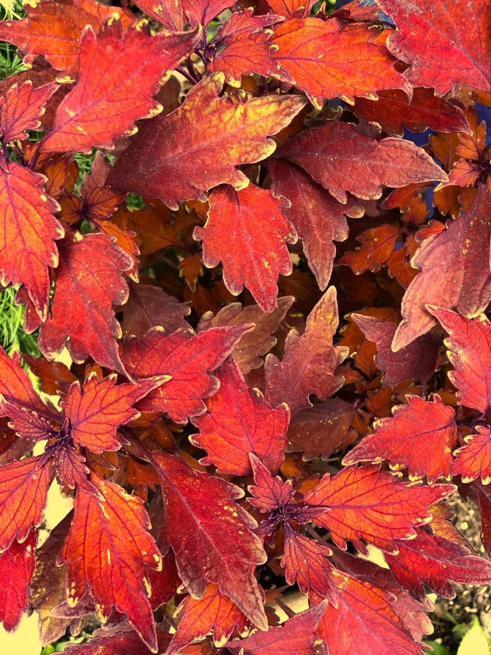 Coleus (Coleus scutellarioides FlameThrower™ Habanero) in the Coleus ...