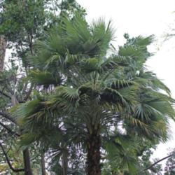 Photo of the entire plant of San Jose Hesper Palm (Brahea brandegeei ...