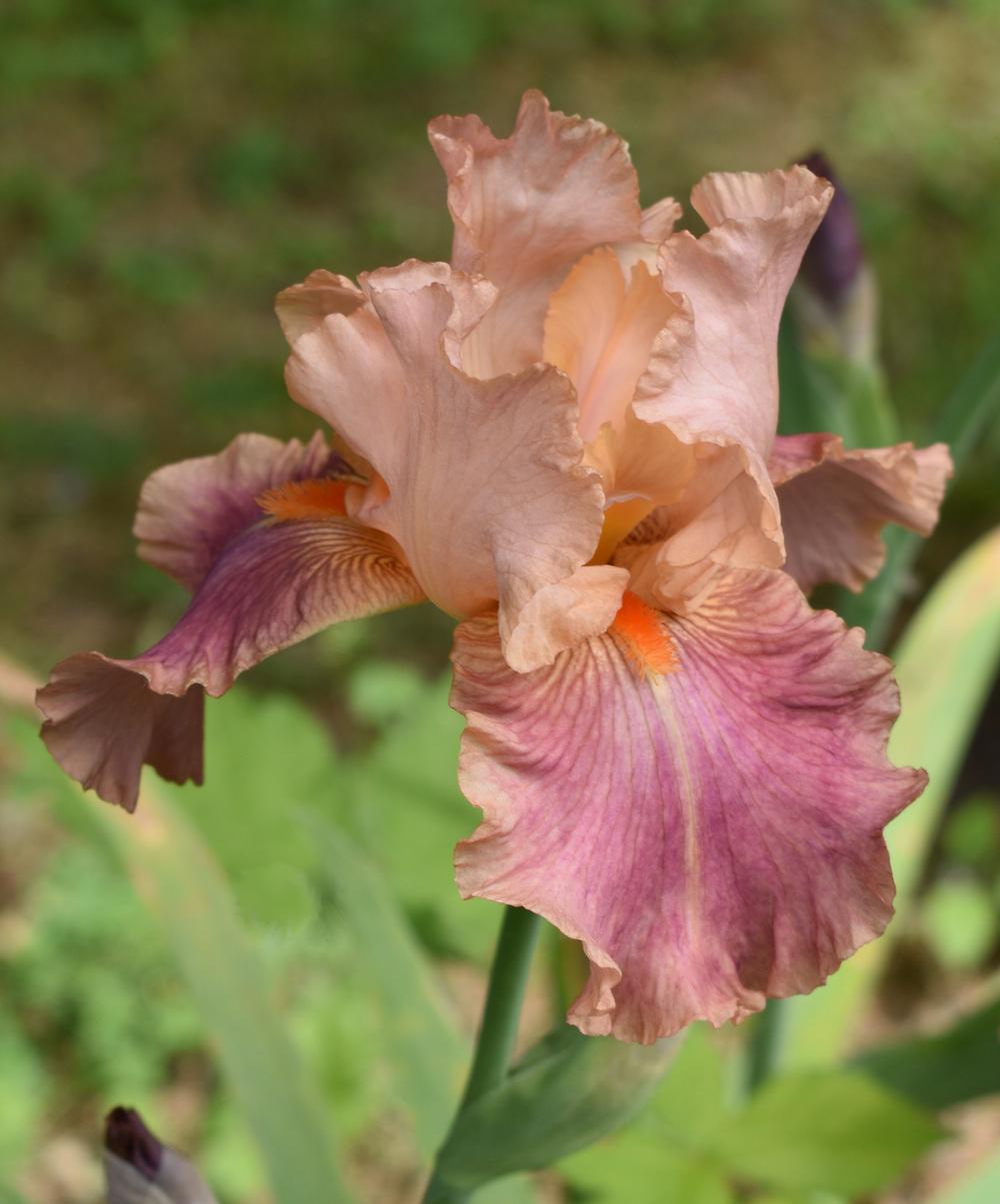 Photo of the bloom of Tall Bearded Iris (Iris 'Role Model') posted by ...