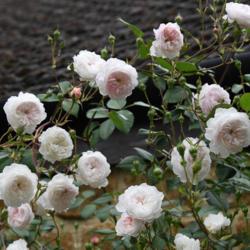 Photo of the entire plant of Rose (Rosa 'The Albrighton Rambler ...
