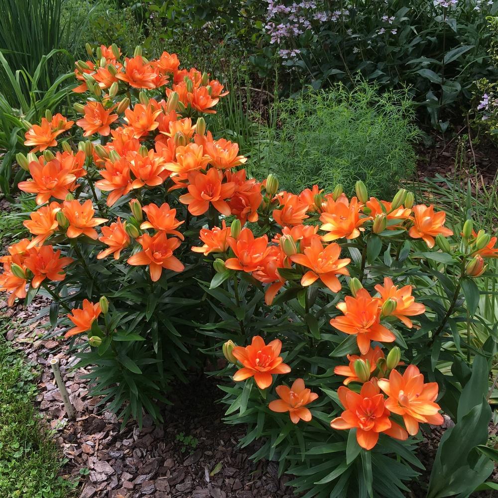Photo of the entire plant of Dwarf Asiatic Lily (Lilium Lily Looks ...