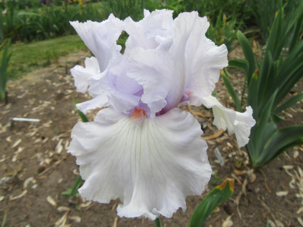 Tall Bearded Iris (Iris 'Iced') in the Irises Database - Garden.org