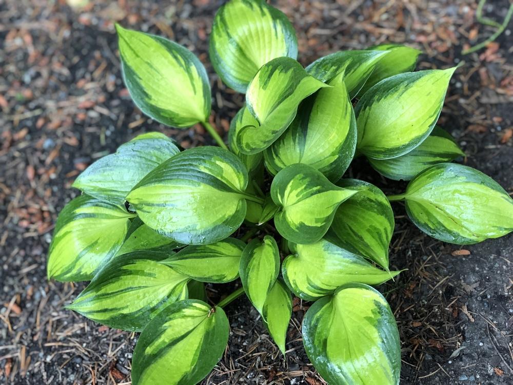Hosta 'Justine' in the Hostas Database - Garden.org