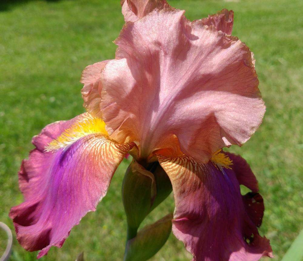 Tall Bearded Iris (Iris 'Space Dragon') in the Irises Database - Garden.org